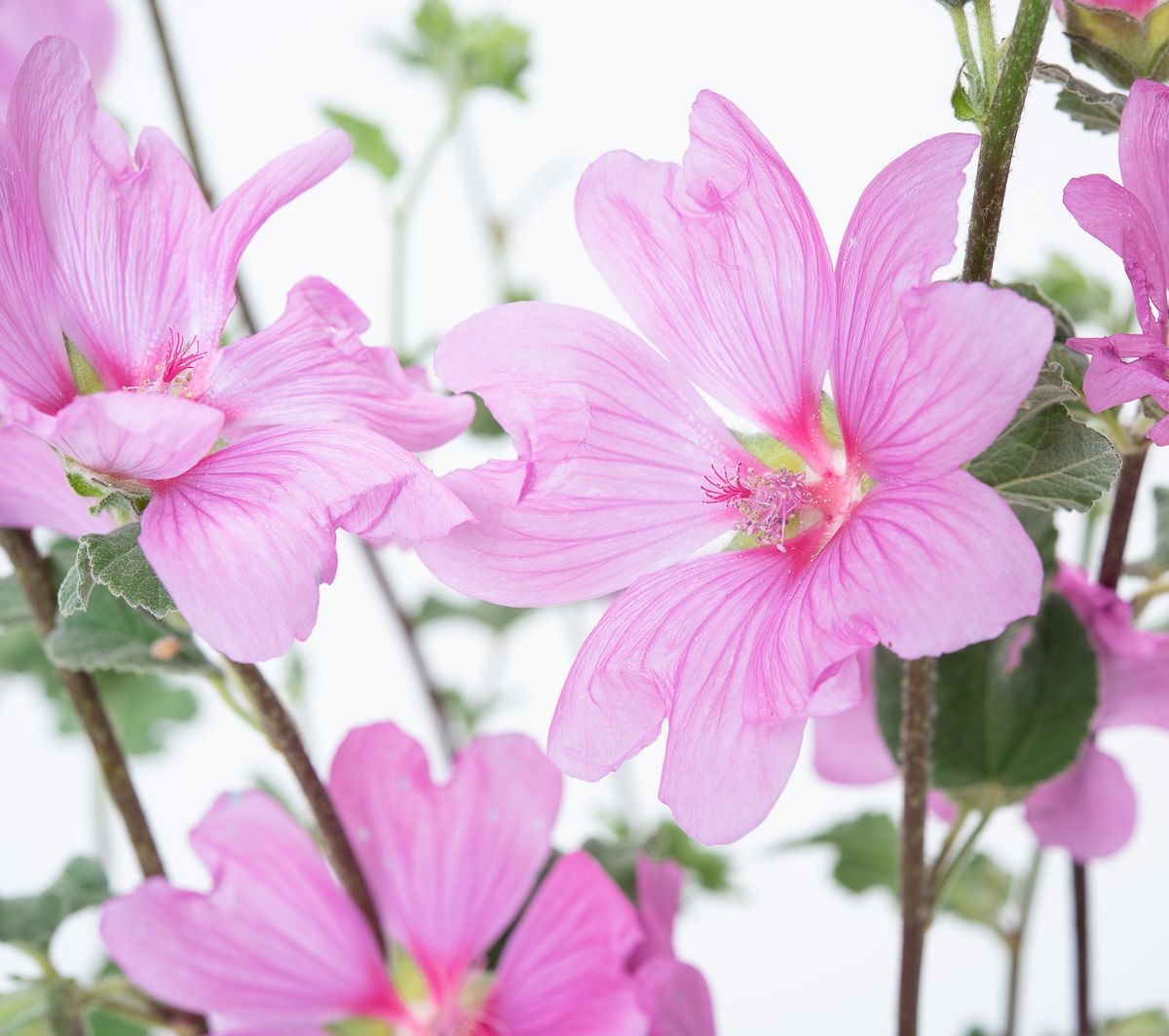 Buschmalve Barnsley - Lavatera olbia Barnsley günstig kaufen