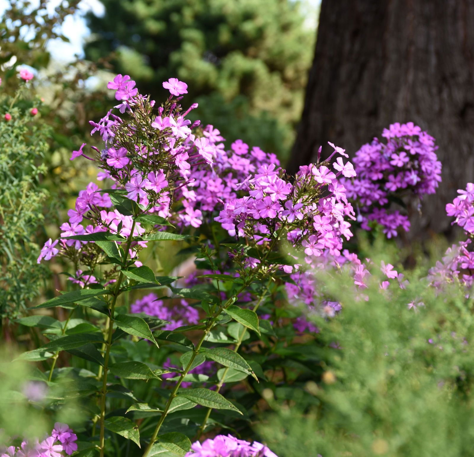 Große Garten-Flammenblume Robert Poore - Phlox paniculata Robert Poore ...