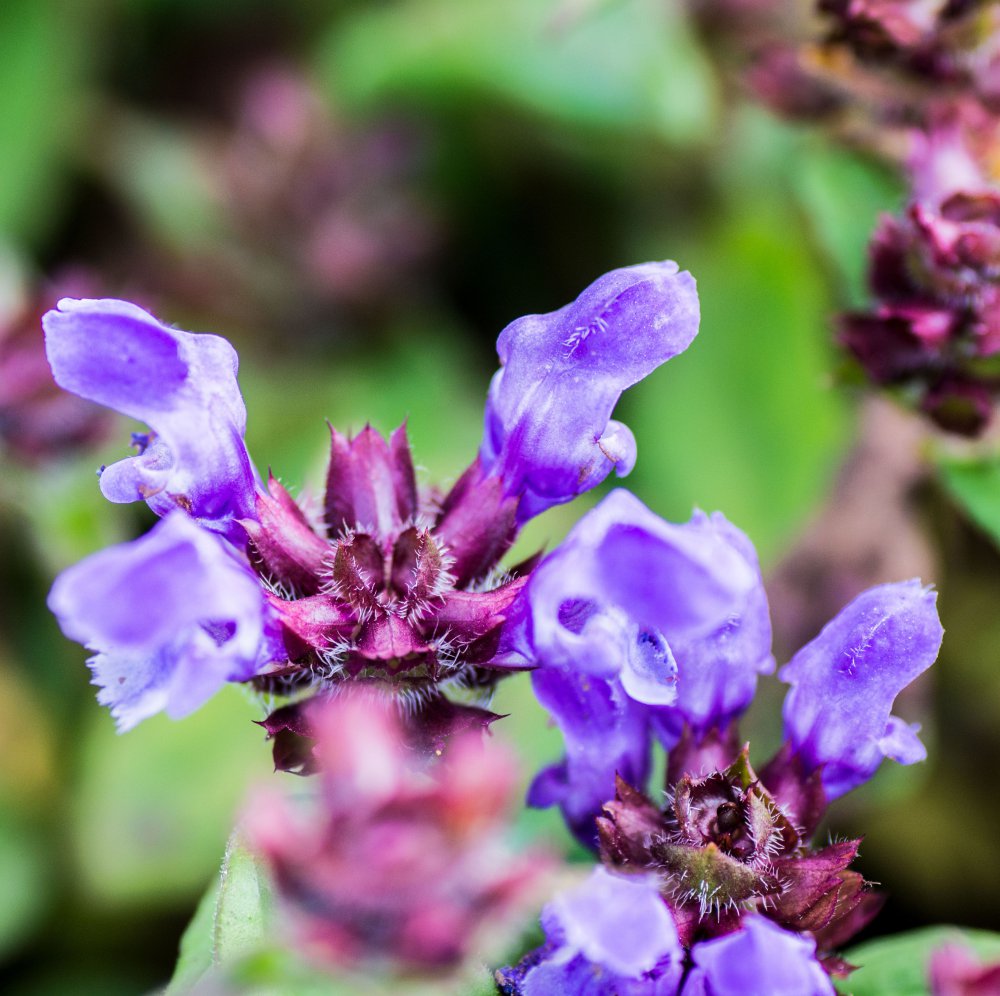 Großblütige Garten-Braunelle Freelander Blue - Prunella grandiflora ...