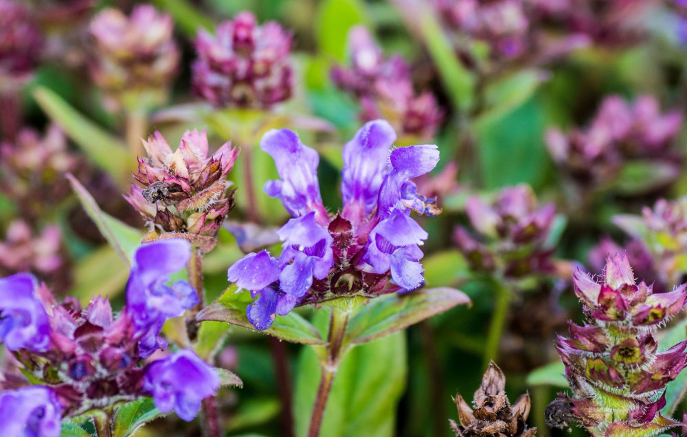 Großblütige Garten-Braunelle Freelander Blue - Prunella grandiflora ...