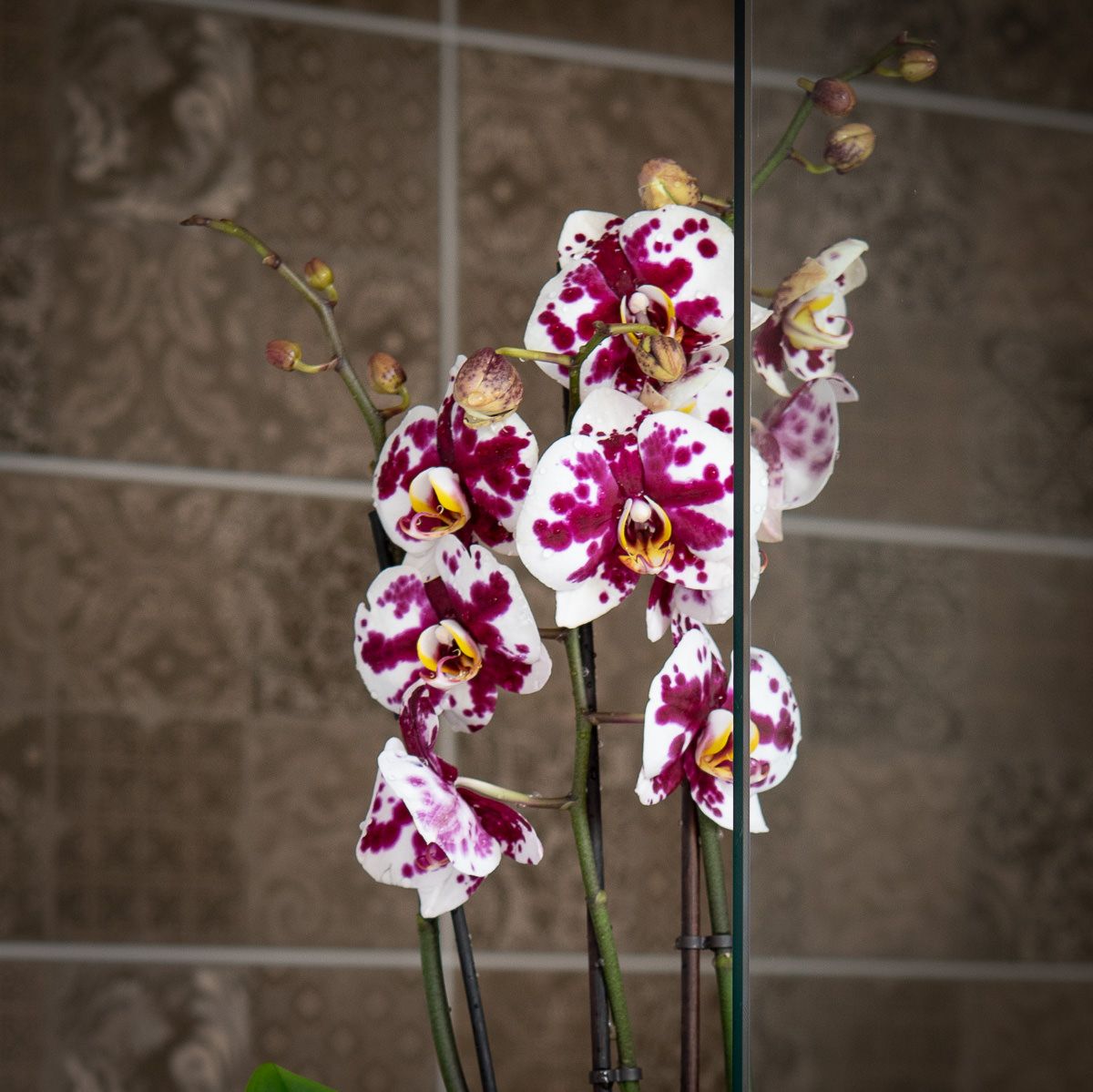 Orchidee - Phalaenopsis in Sorten günstig kaufen