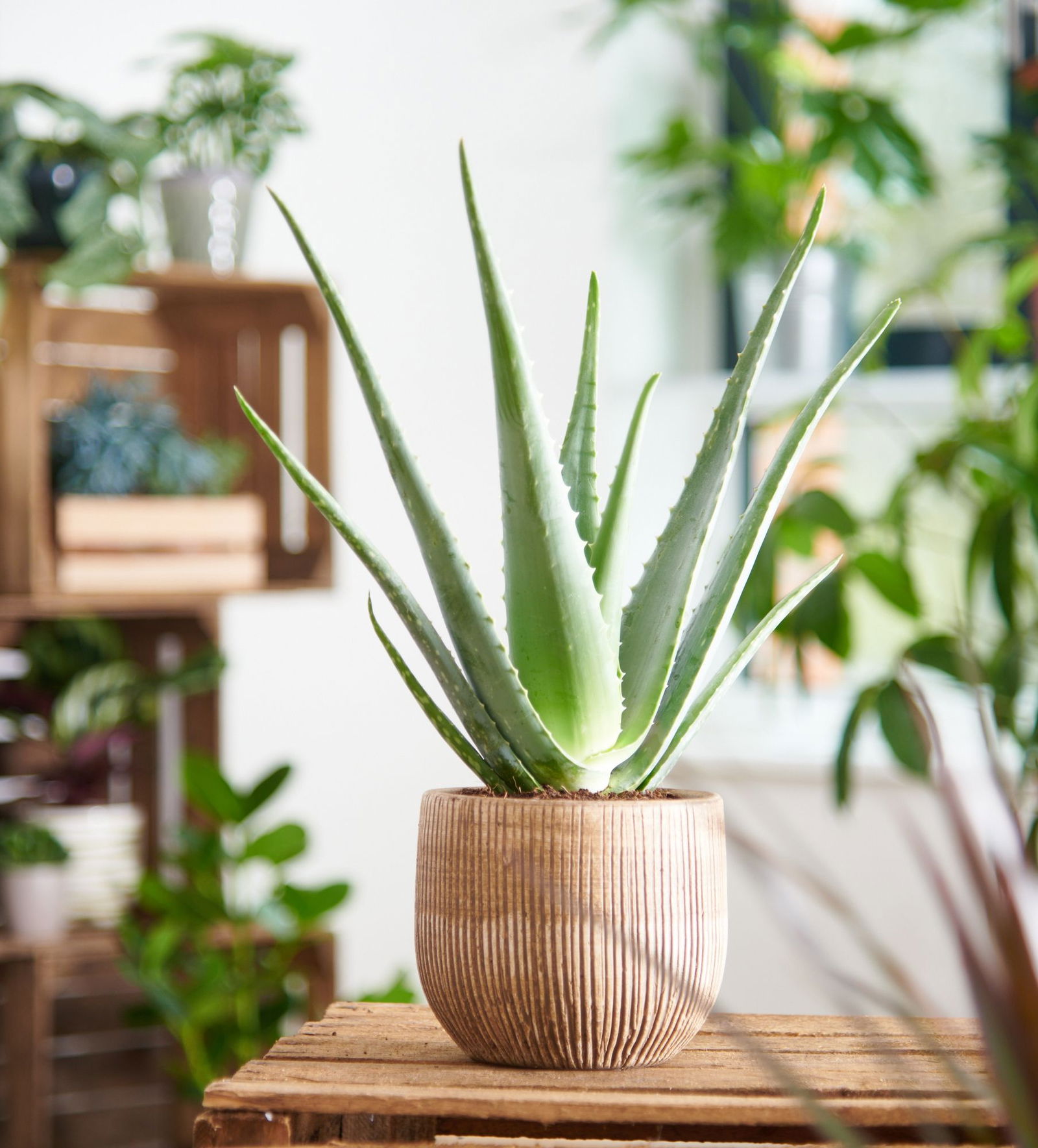 Bio Aloe vera Sweet - Blu Aloe vera barbadensis Miller günstig kaufen