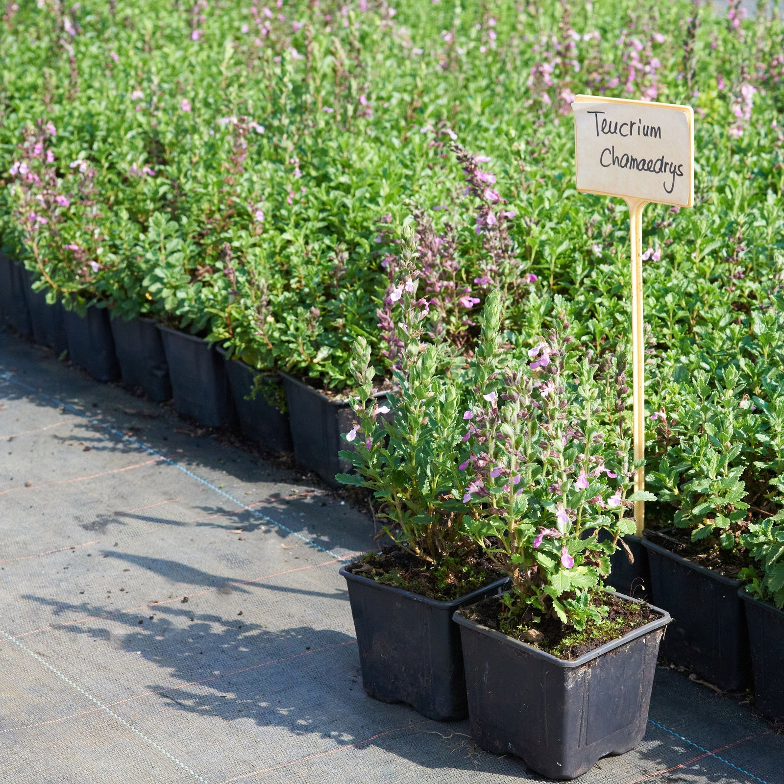 Edel Gamander - Teucrium chamaedrys günstig kaufen