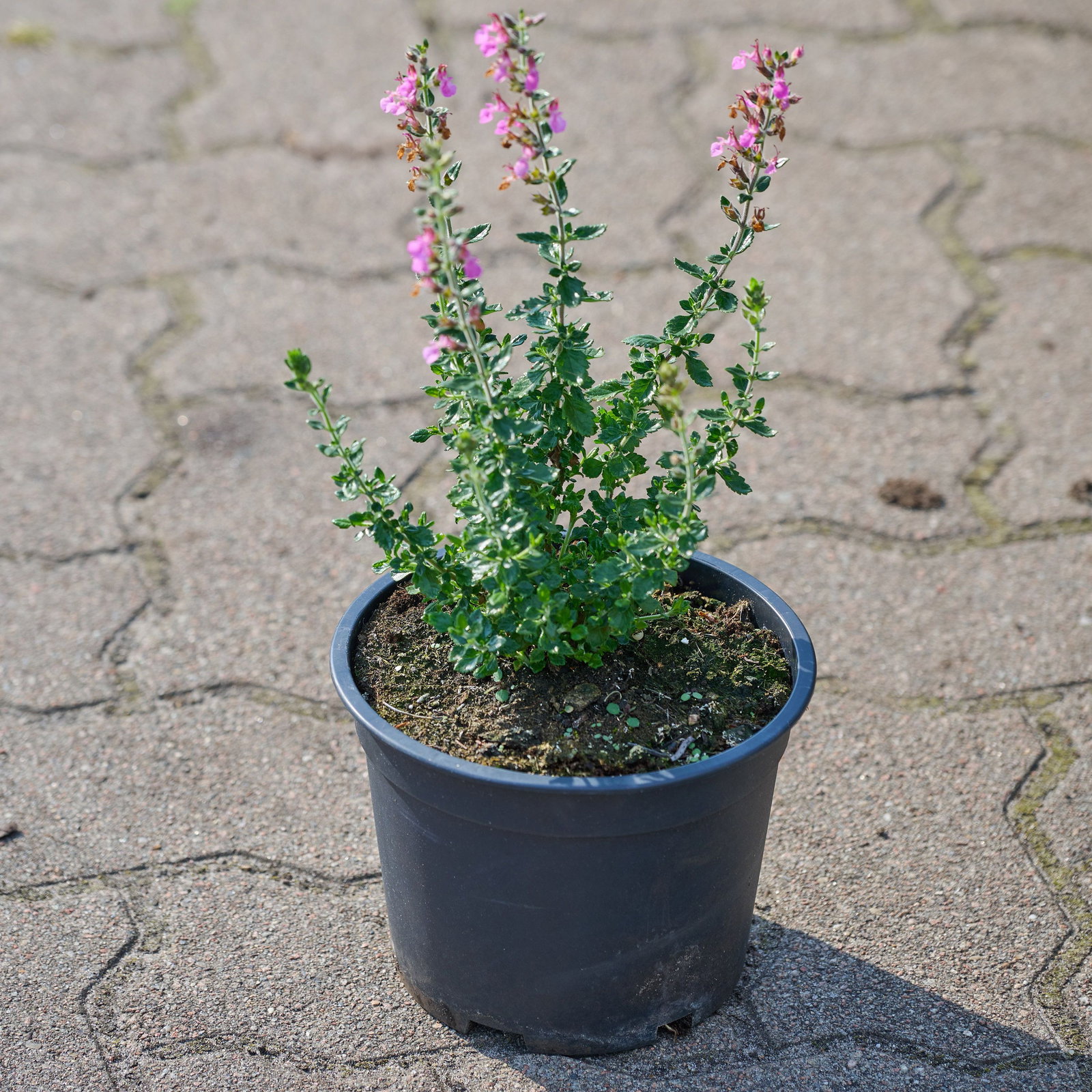 Edel Gamander - Teucrium chamaedrys günstig kaufen