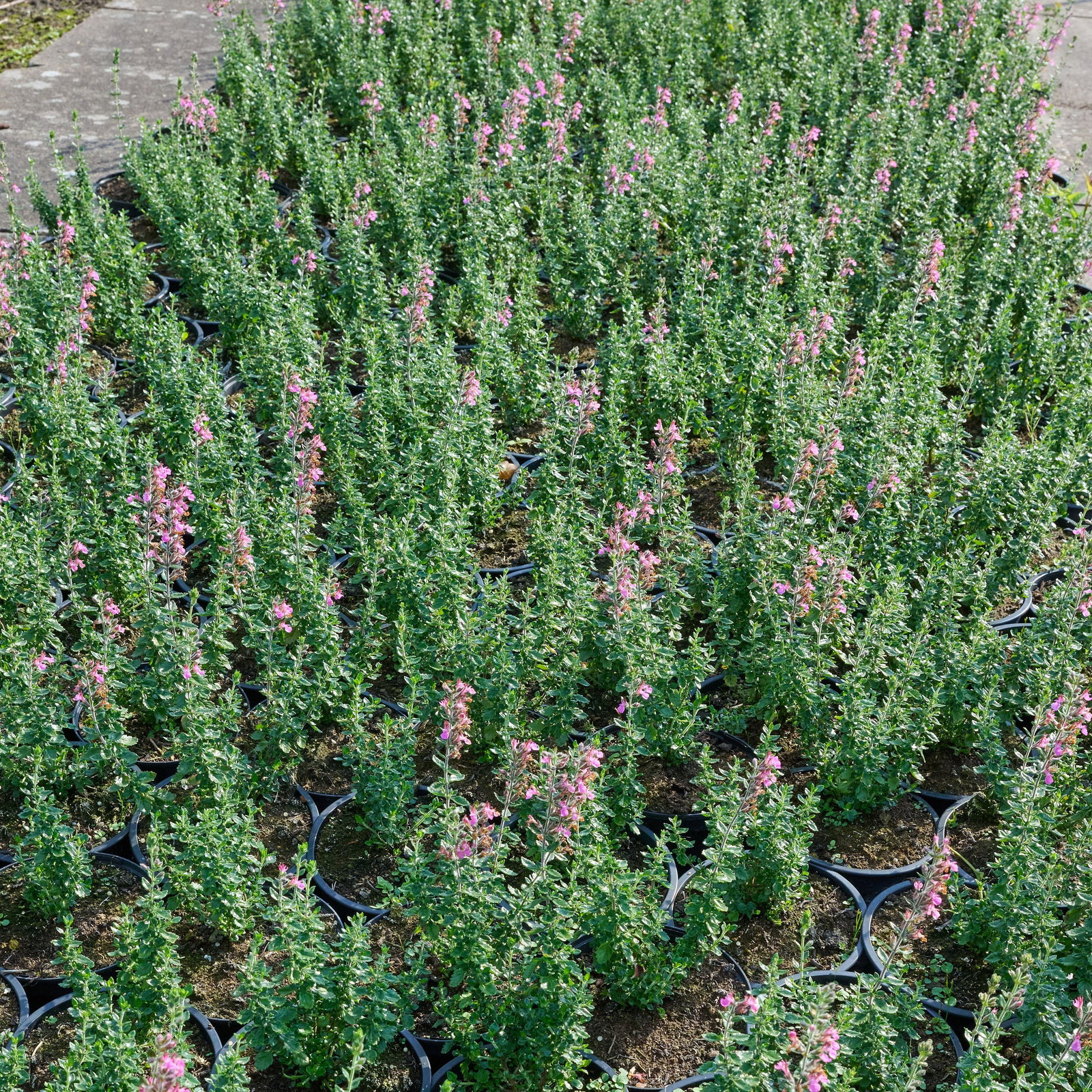 Edel Gamander - Teucrium chamaedrys günstig kaufen