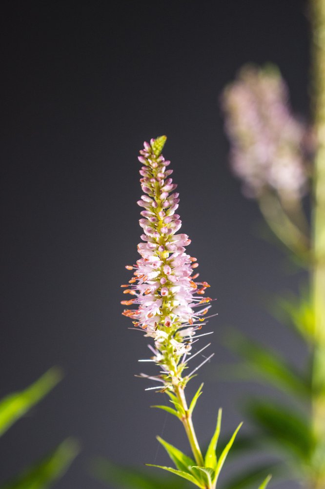 Kandelaberehrenpreis Erika - Veronica virginicum Erika günstig kaufen
