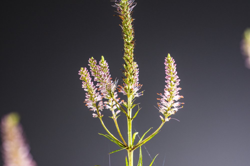 Kandelaberehrenpreis Erika - Veronica virginicum Erika günstig kaufen