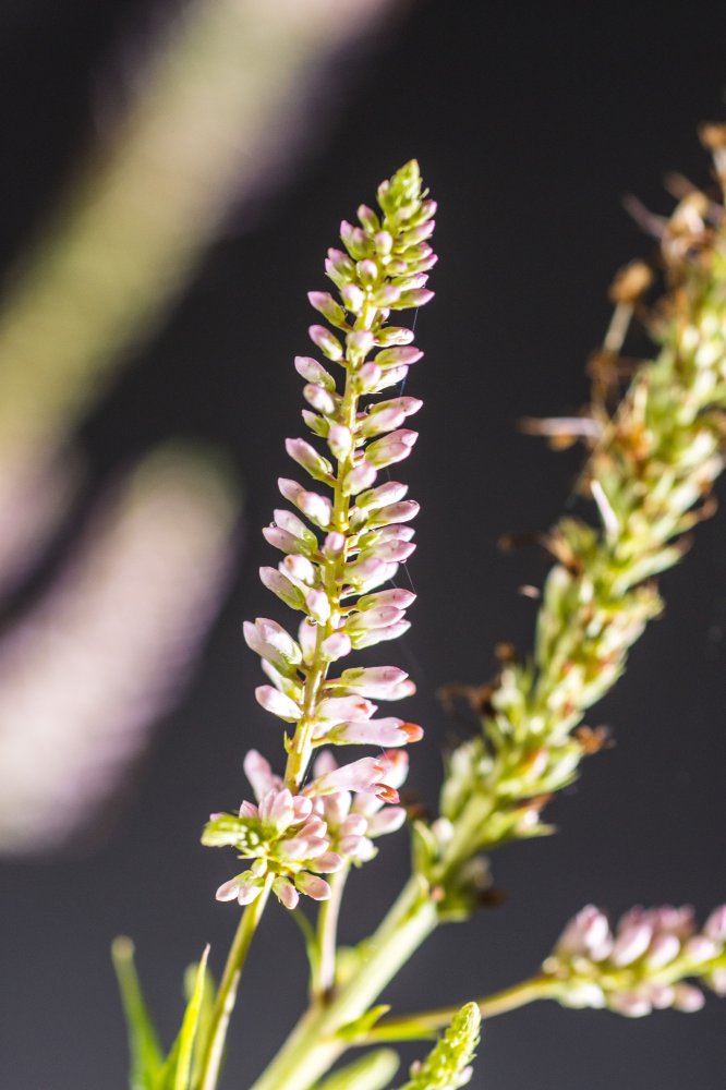 Kandelaberehrenpreis Erika - Veronica virginicum Erika günstig kaufen