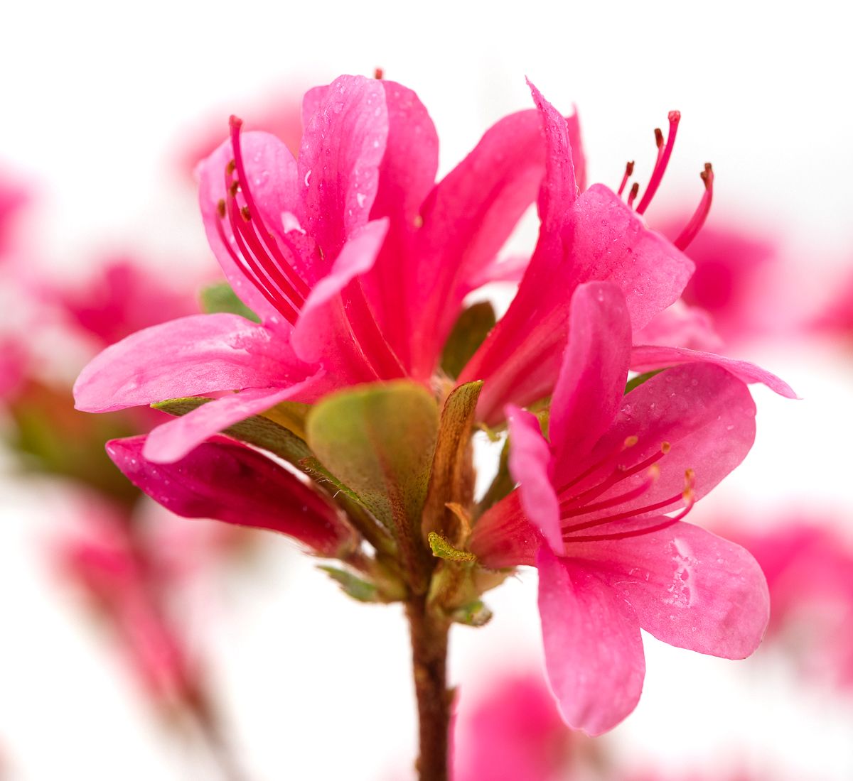 Japanische Azalee Amoena Viola - Azalea japonica Amoena Viola günstig ...