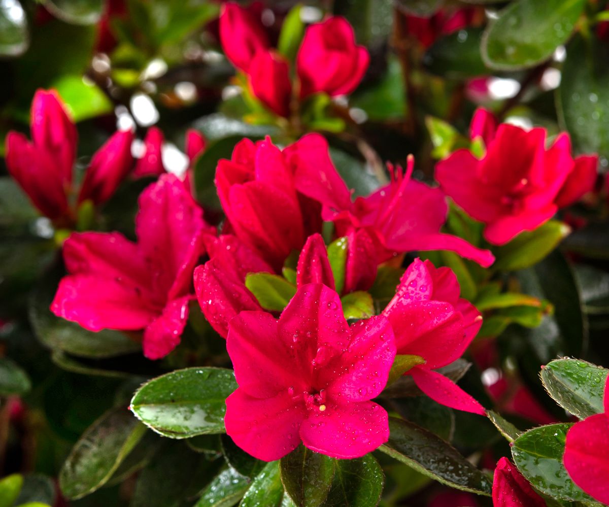 Japanische Azalee Amoena Rossa à Italia - Azalea japonica Amoena Rossa ...