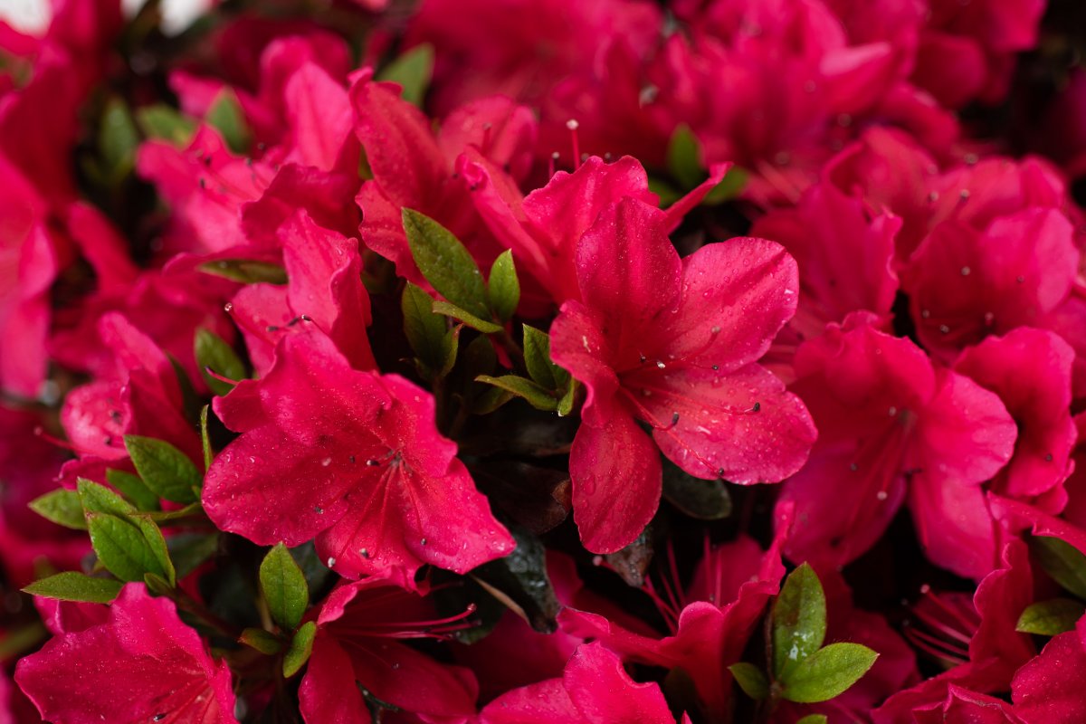 Japanische Azalee Treasure - Azalea japonica Treasure günstig kaufen