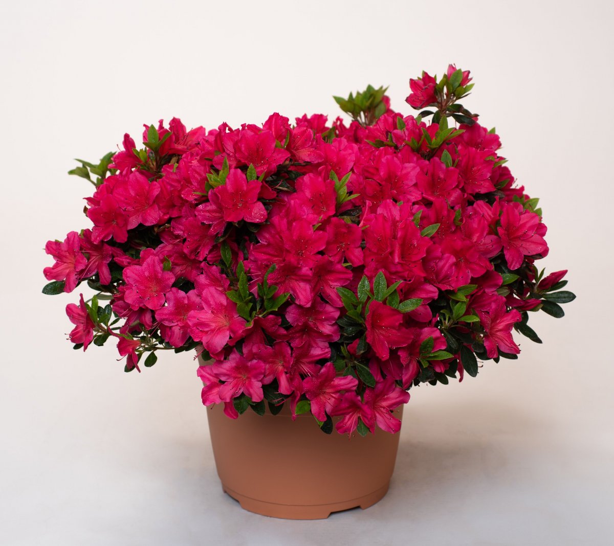 Japanische Azalee Arabesk - Azalea japonica Arabesk günstig kaufen