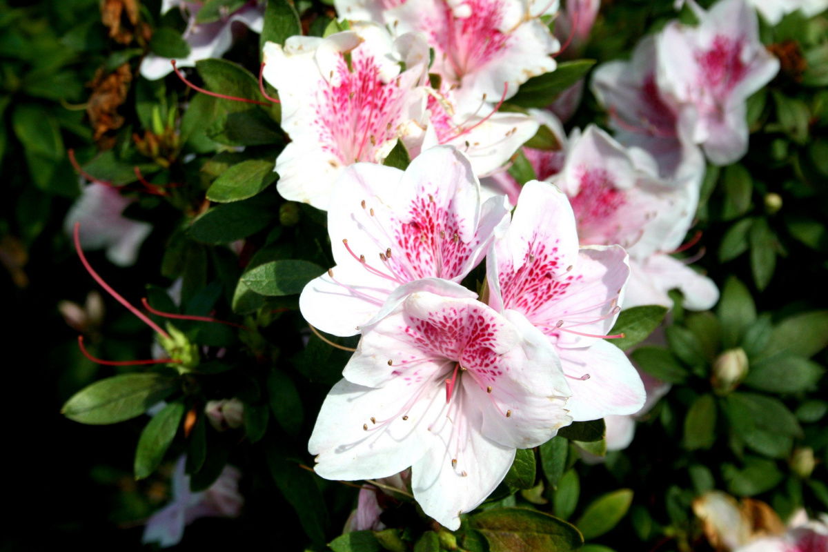 Japanische Azalee Buccaneer - Azalea japonica Buccaneer günstig kaufen