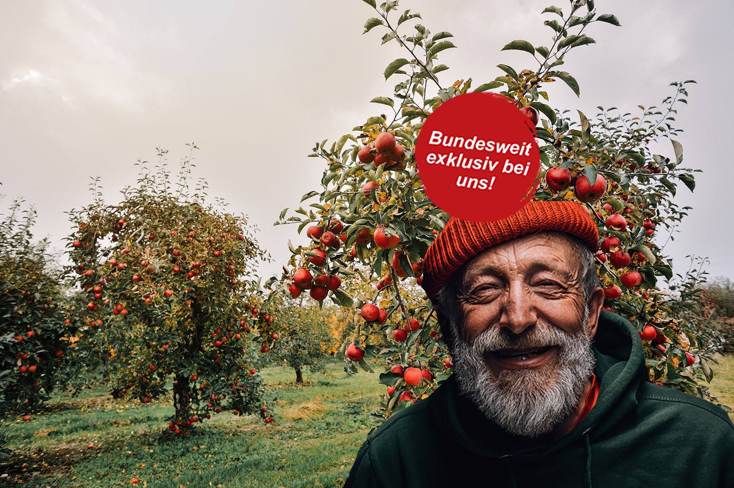 Apfel Laxton Superb - Malus Laxton Superb günstig kaufen