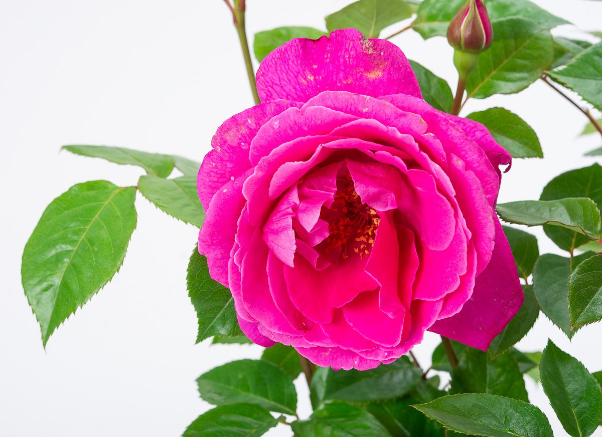 Strauchrose Naomi Renaissance - Rosa Naomi Renaissance günstig kaufen