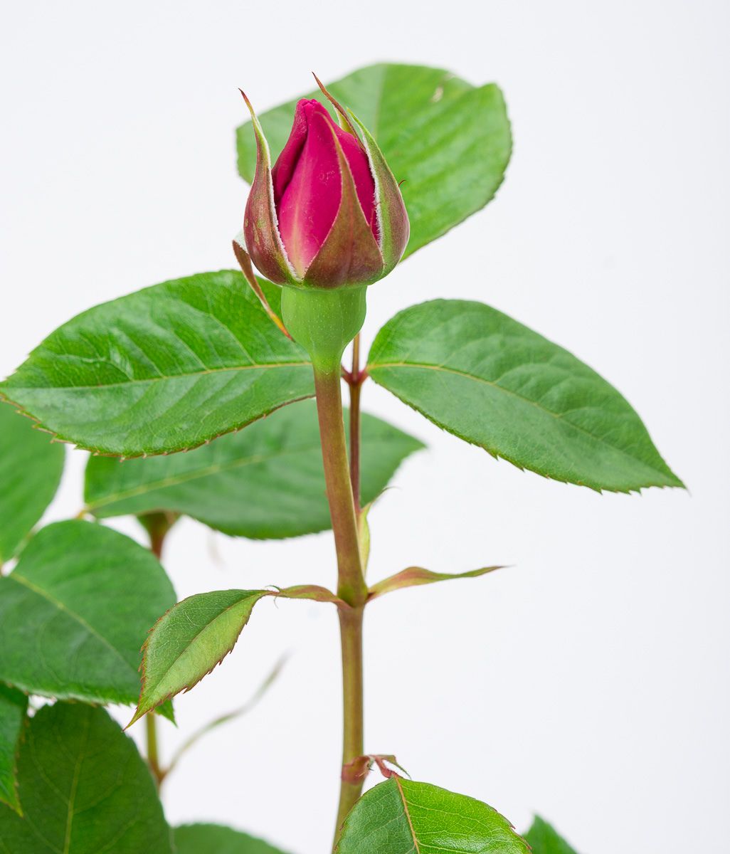 Strauchrose Naomi Renaissance - Rosa Naomi Renaissance günstig kaufen