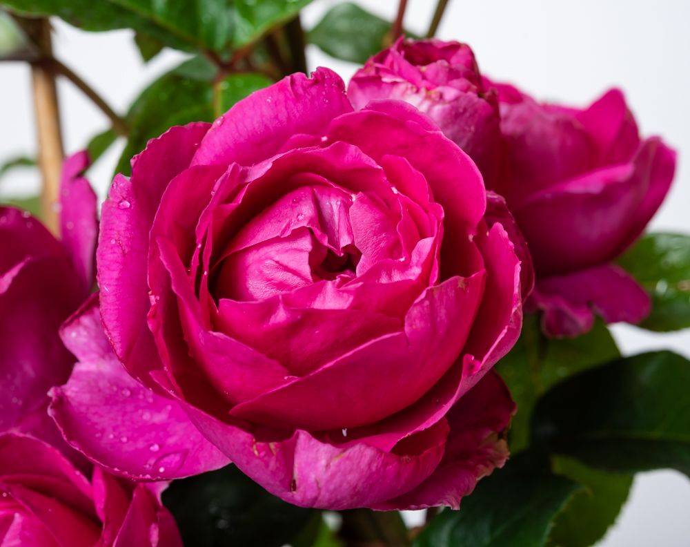 Strauchrose Naomi Renaissance - Rosa Naomi Renaissance günstig kaufen