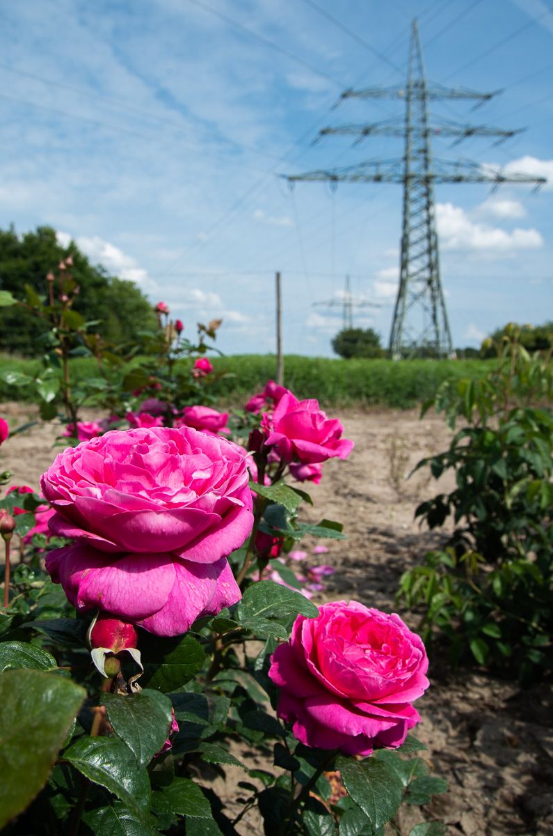 Strauchrose Naomi Renaissance - Rosa Naomi Renaissance günstig kaufen
