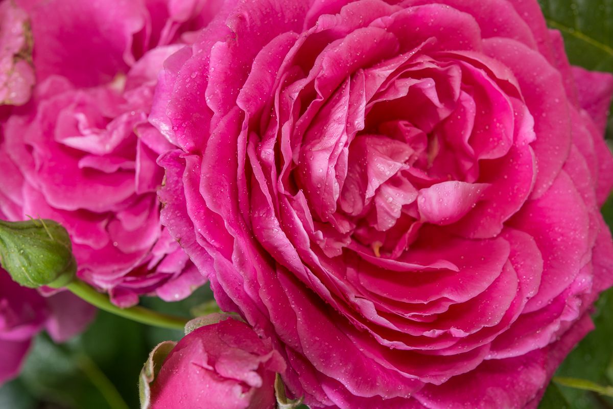 Strauchrose Naomi Renaissance - Rosa Naomi Renaissance günstig kaufen