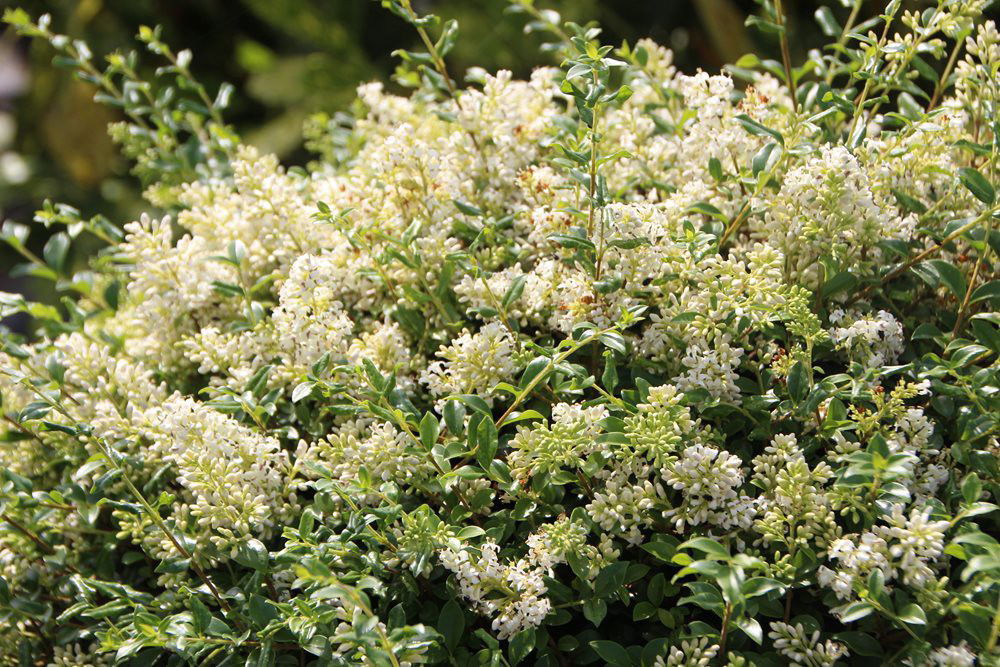Liguster Delavays - Ligustrum delavayanum günstig kaufen