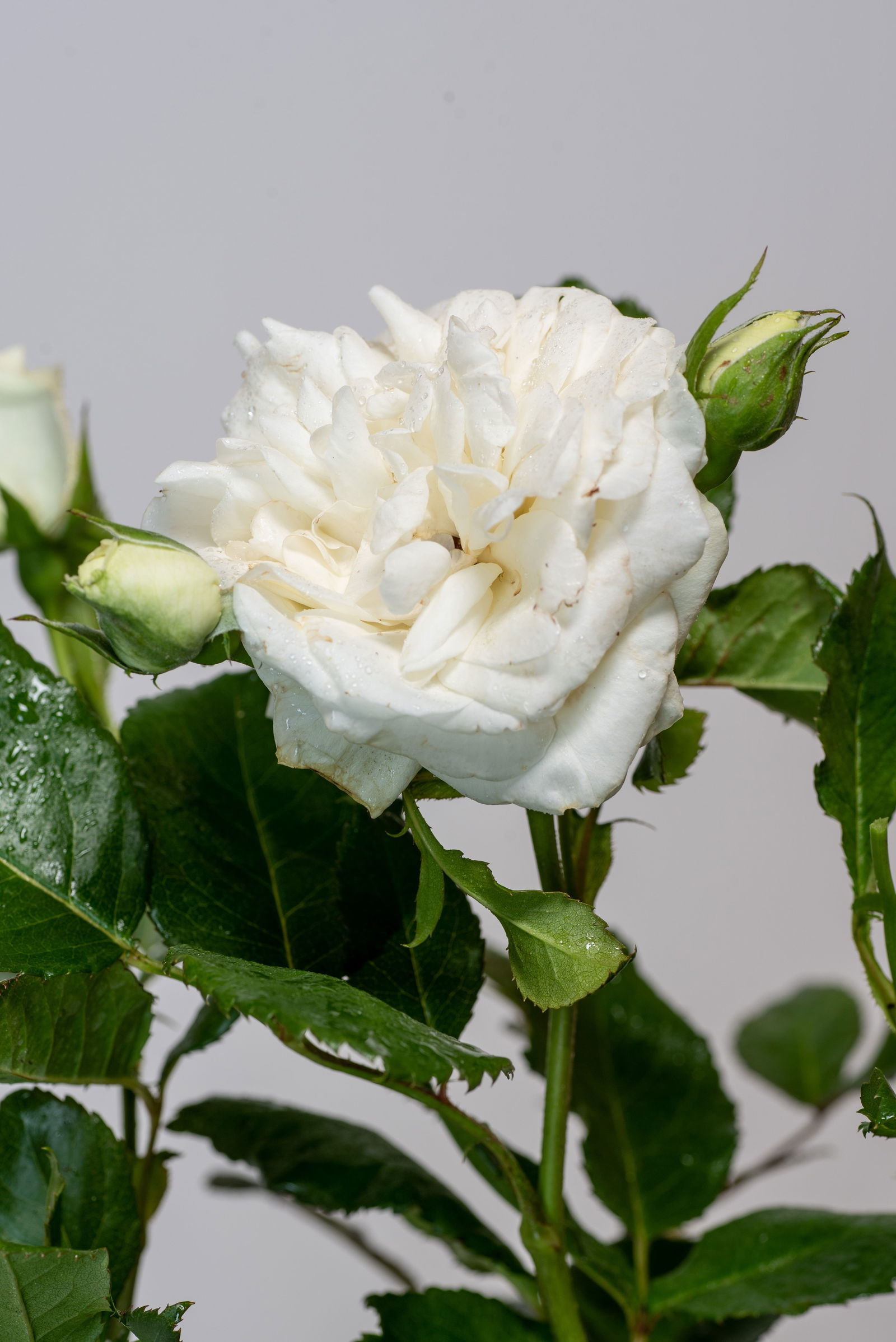 Beetrose La Paloma 85 - Rosa La Paloma 85 günstig kaufen