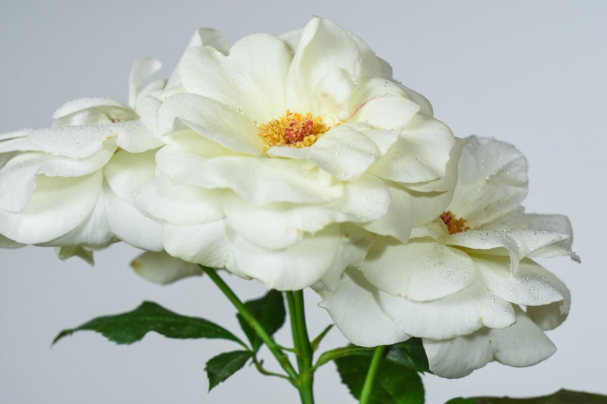 Beetrose La Paloma 85 - Rosa La Paloma 85 günstig kaufen