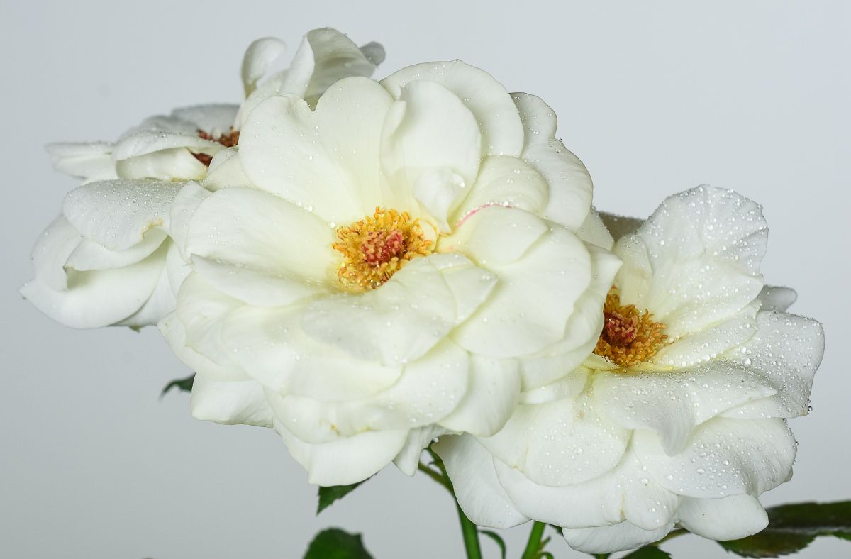 Beetrose La Paloma 85 - Rosa La Paloma 85 günstig kaufen