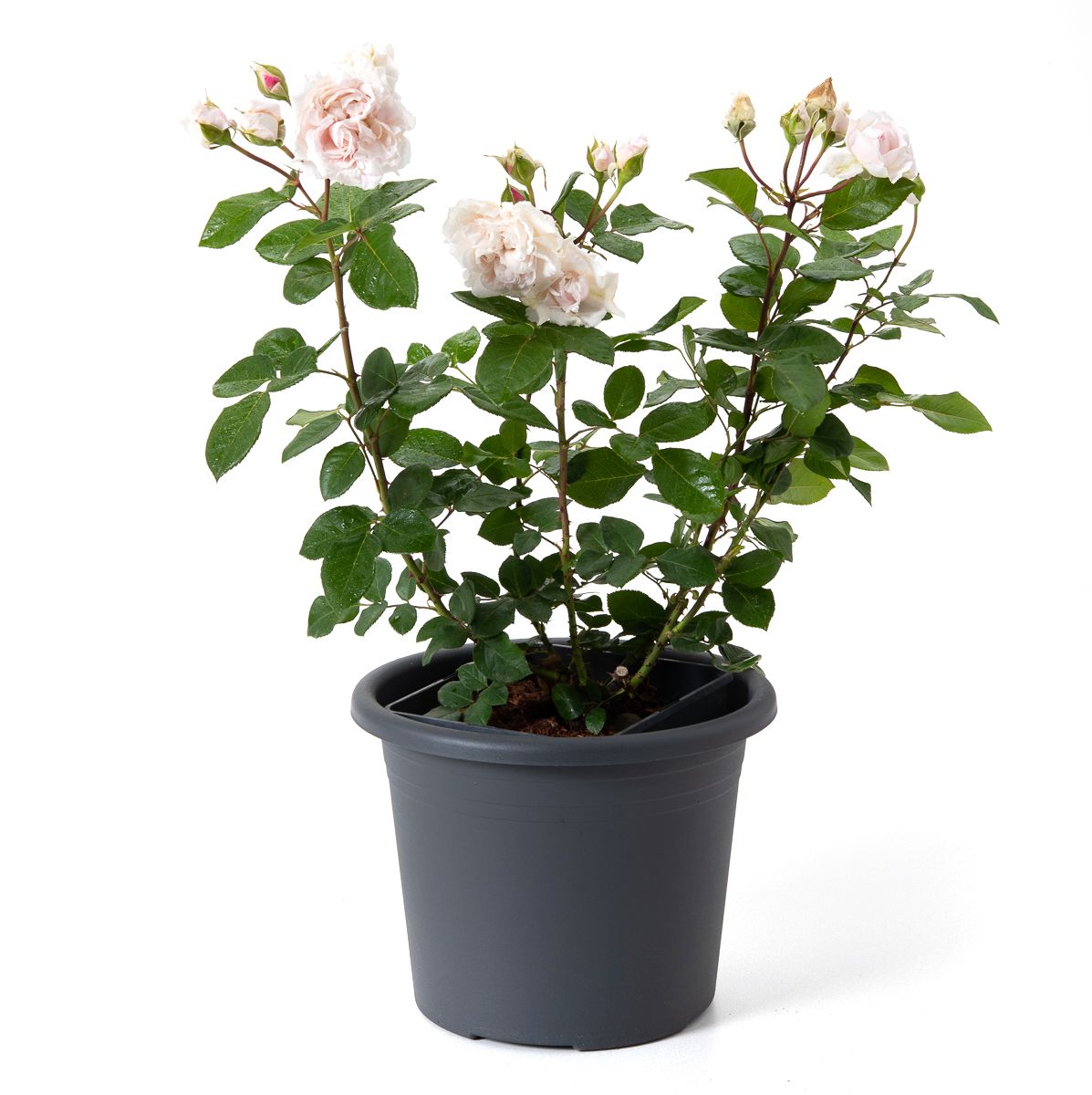 Rose Constanze Mozart - Rosa Constanze Mozart günstig kaufen