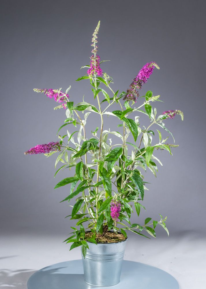 Sommerflieder Miss Ruby - Buddleja davidii Miss Ruby günstig kaufen