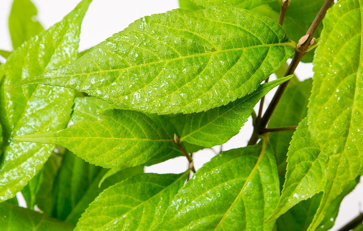 Schönfrucht Leucocarpa - Callicarpa japonica Leucocarpa günstig kaufen