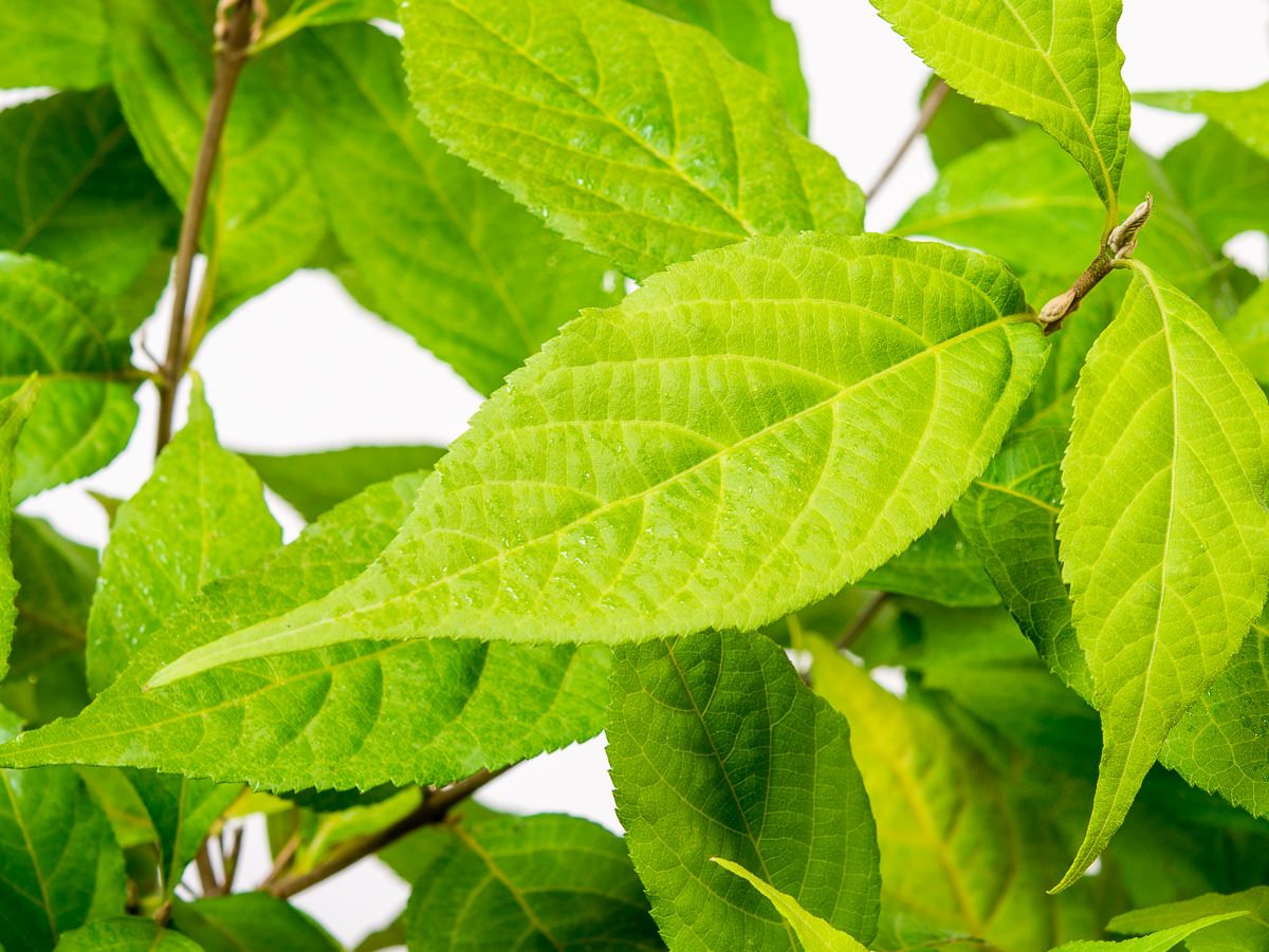 Schönfrucht Leucocarpa - Callicarpa japonica Leucocarpa günstig kaufen