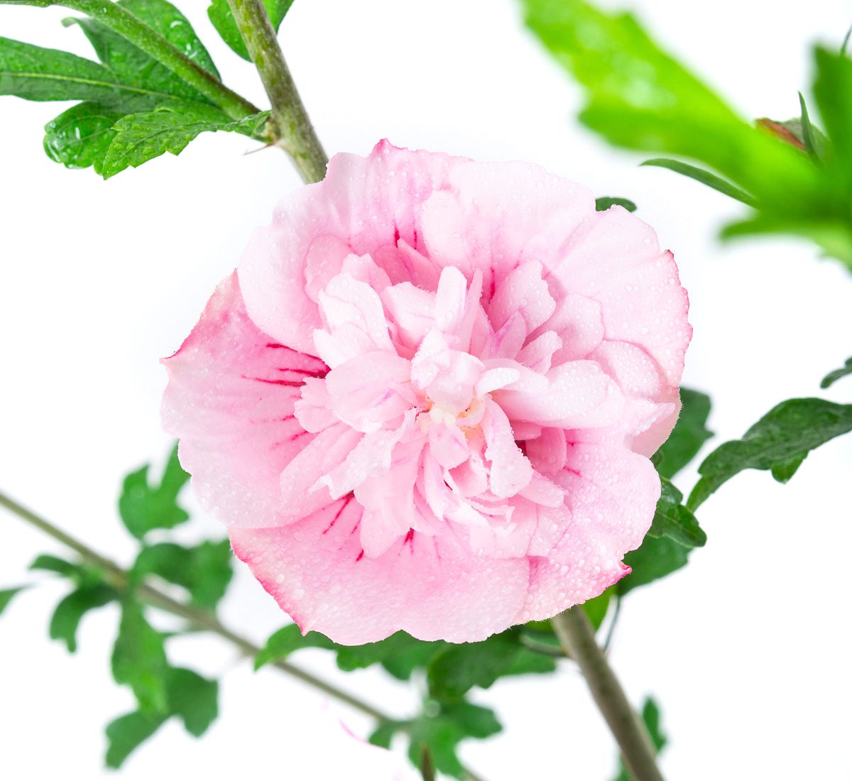 Garteneibisch China Chiffon® - Hibiscus syriacus China Chiffon günstig ...