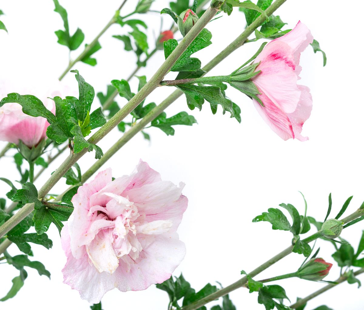 Garteneibisch Pink Chiffon - Hibiscus Pink Chiffon günstig kaufen