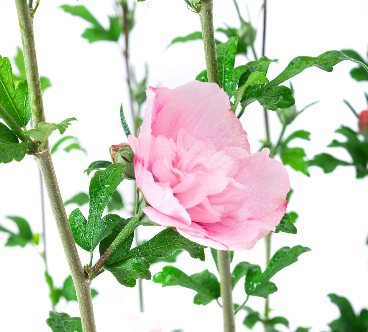 Garteneibisch Pink Chiffon - Hibiscus Pink Chiffon günstig kaufen