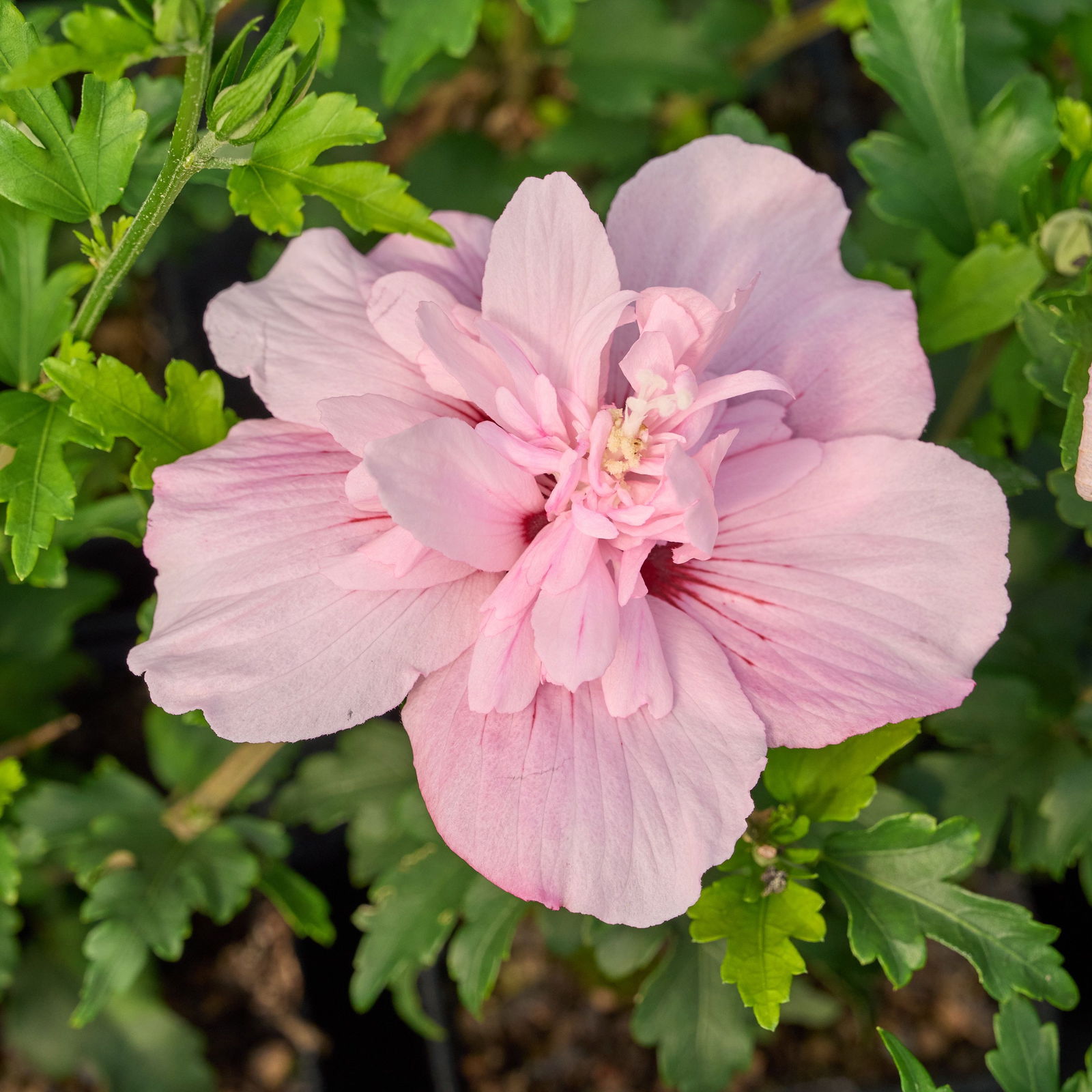 Garteneibisch Pink Chiffon - Hibiscus Pink Chiffon günstig kaufen