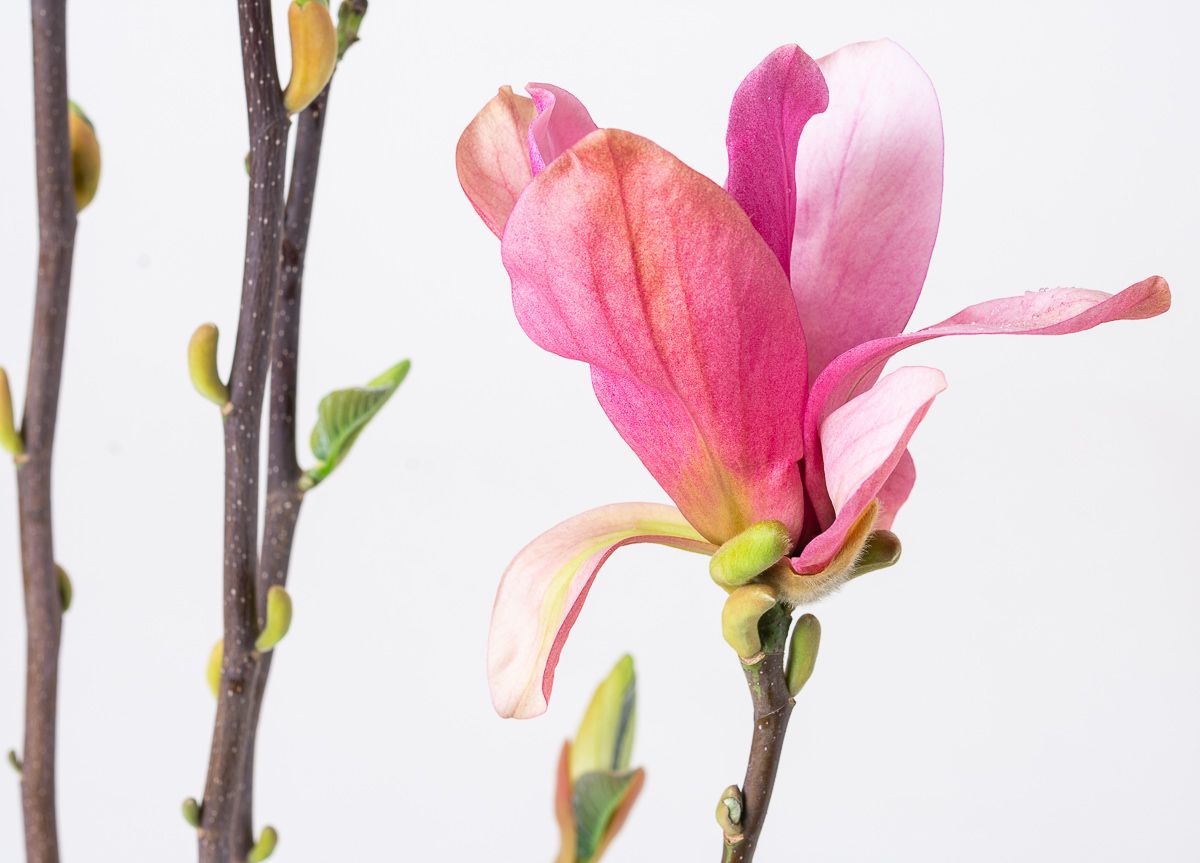 Magnolie Daybrek - Magnolia Daybreak günstig kaufen