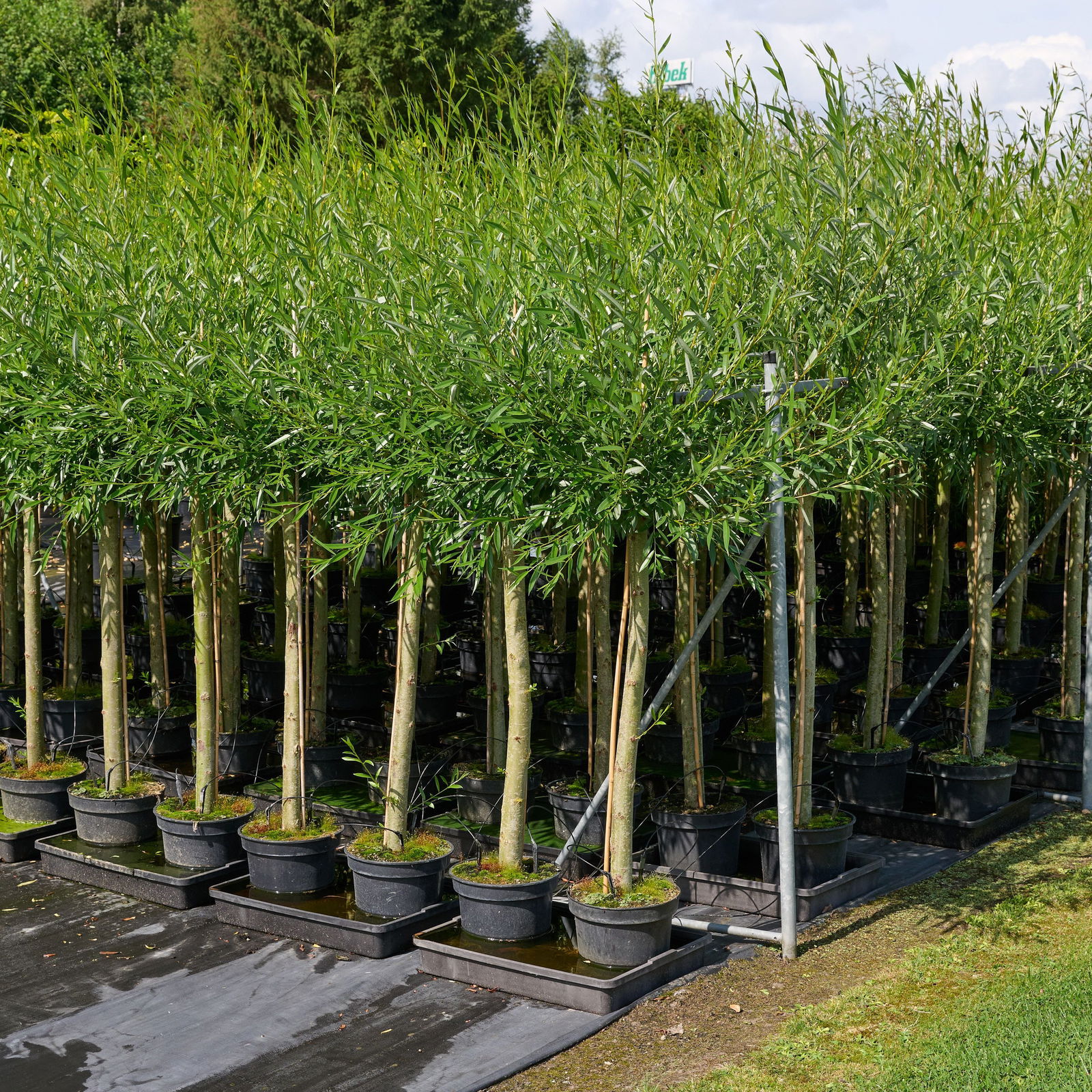 Silberweide Kopfweide - Salix alba Kopfweide günstig kaufen