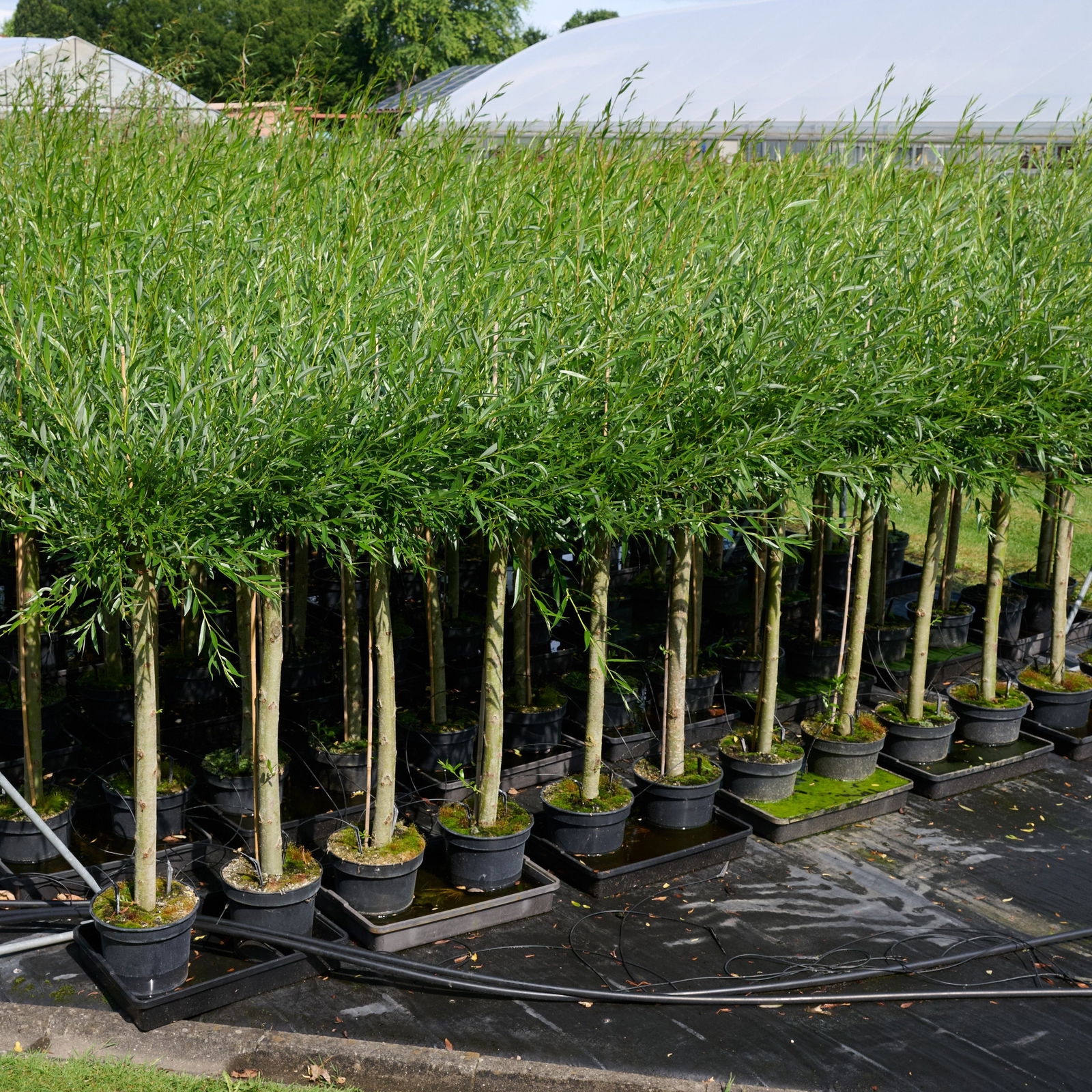 Silberweide Kopfweide - Salix alba Kopfweide günstig kaufen