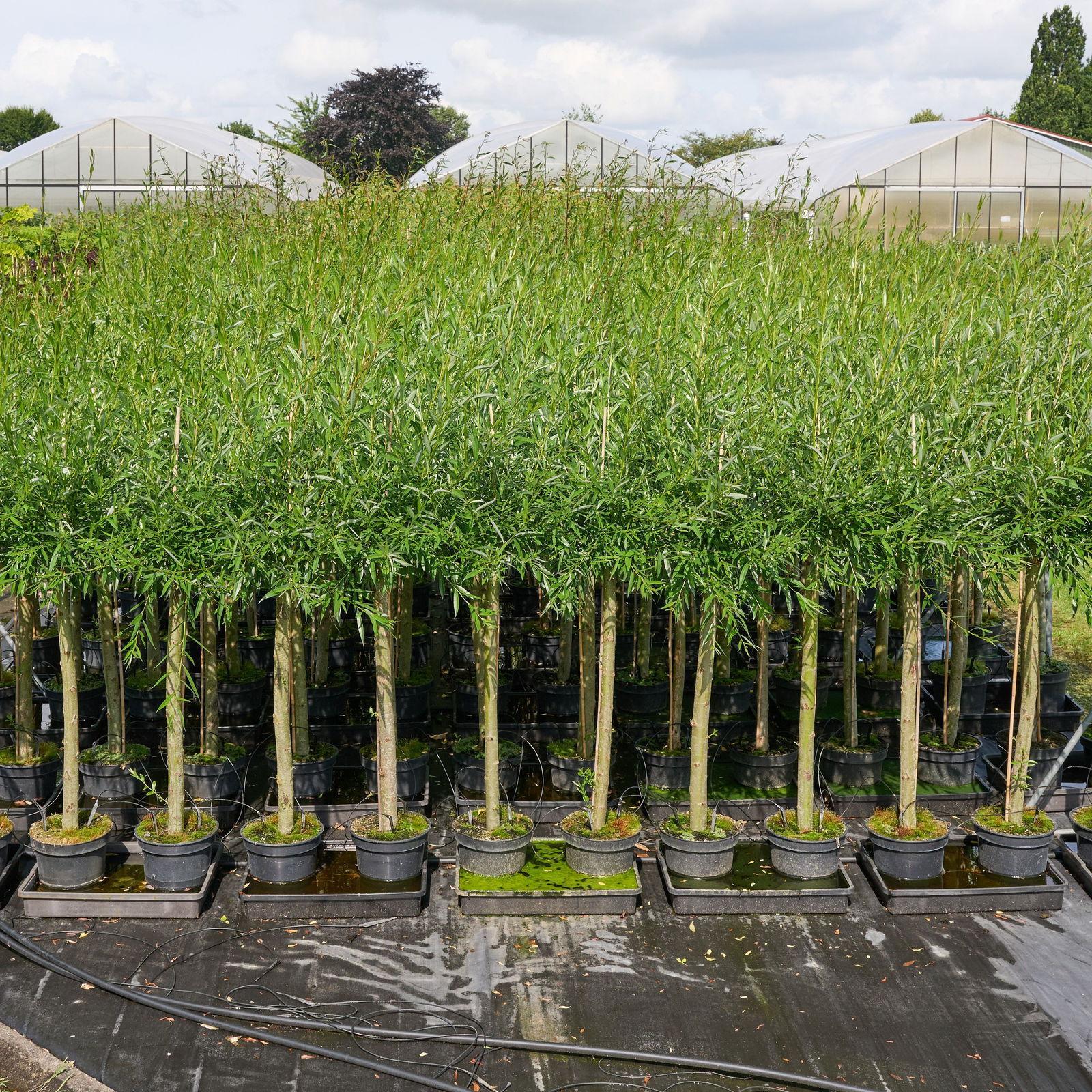 Silberweide Kopfweide - Salix alba Kopfweide günstig kaufen