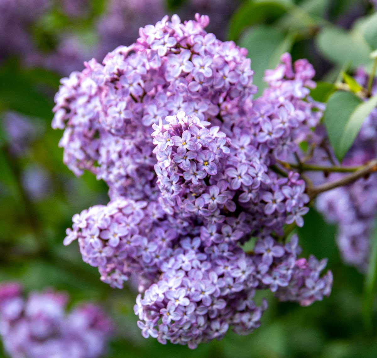 Wildflieder - Syringa vulgaris günstig kaufen
