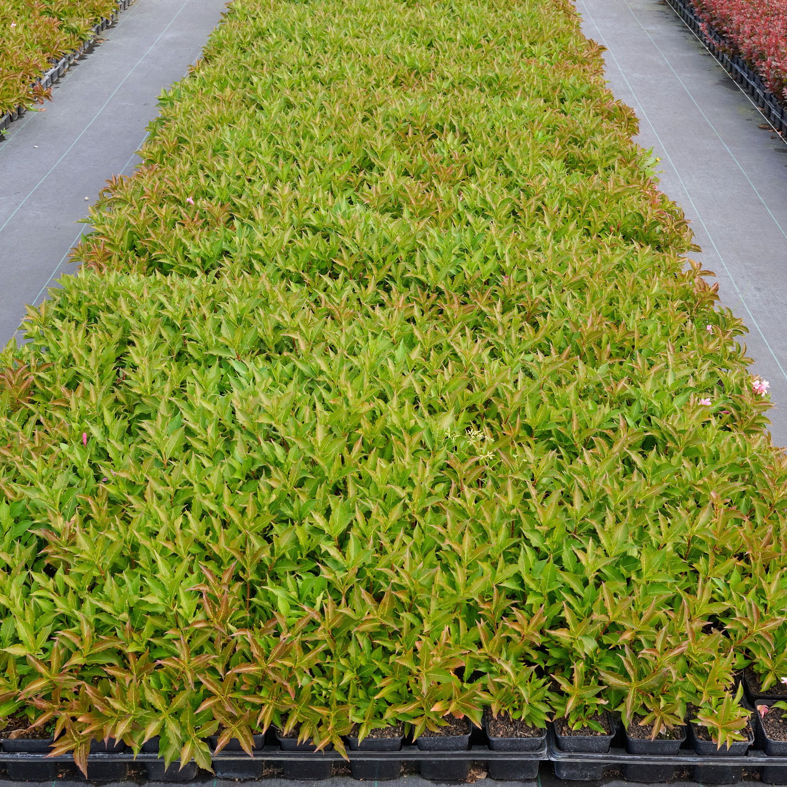 Weigela florida Pink Poppet - Weigele Pink Poppet | jetzt günstig ...