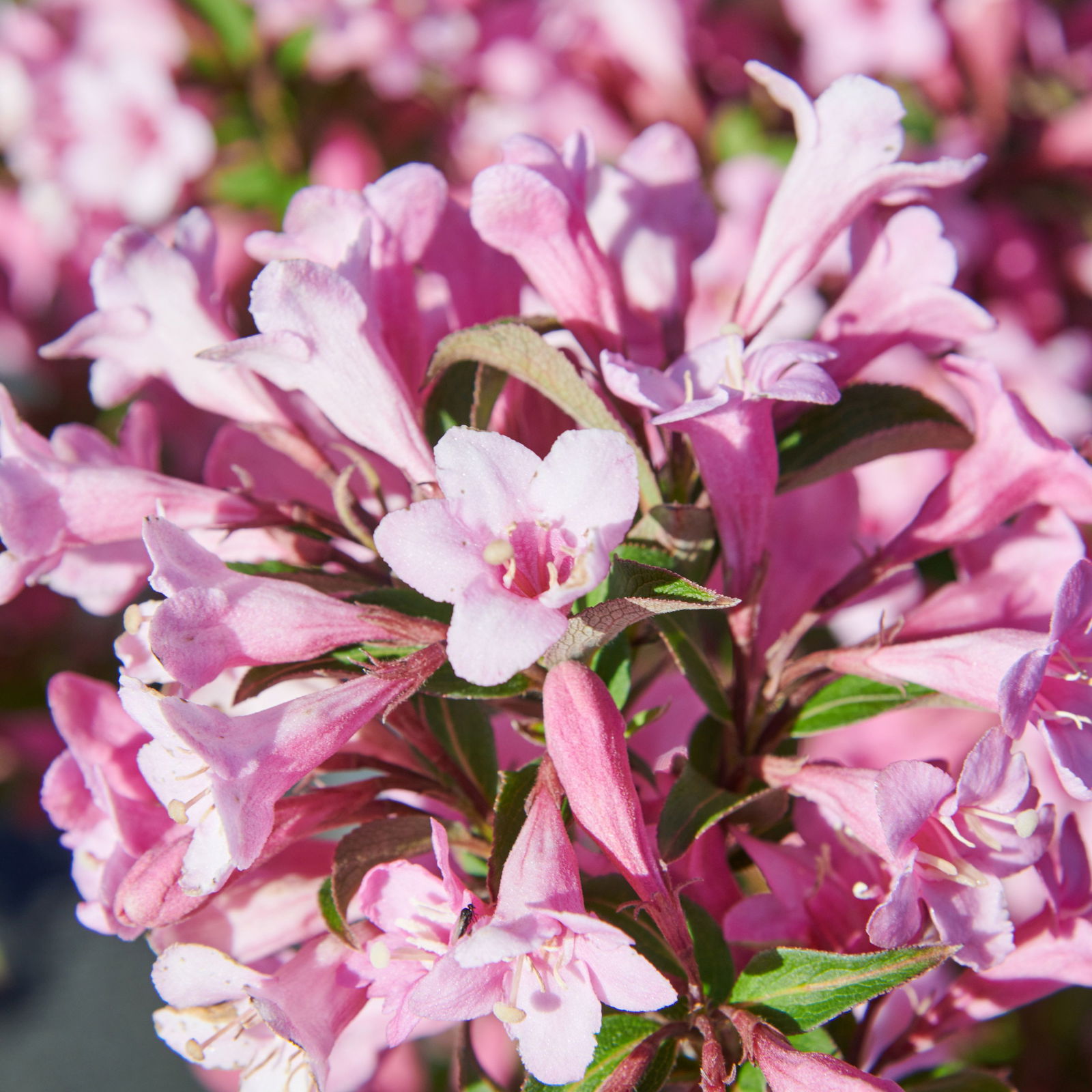 Weigela florida Pink Poppet - Weigele Pink Poppet | jetzt günstig ...
