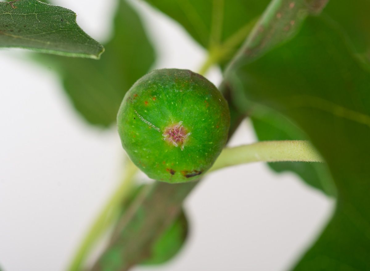 Feige Perretta - Ficus carica Perretta günstig kaufen