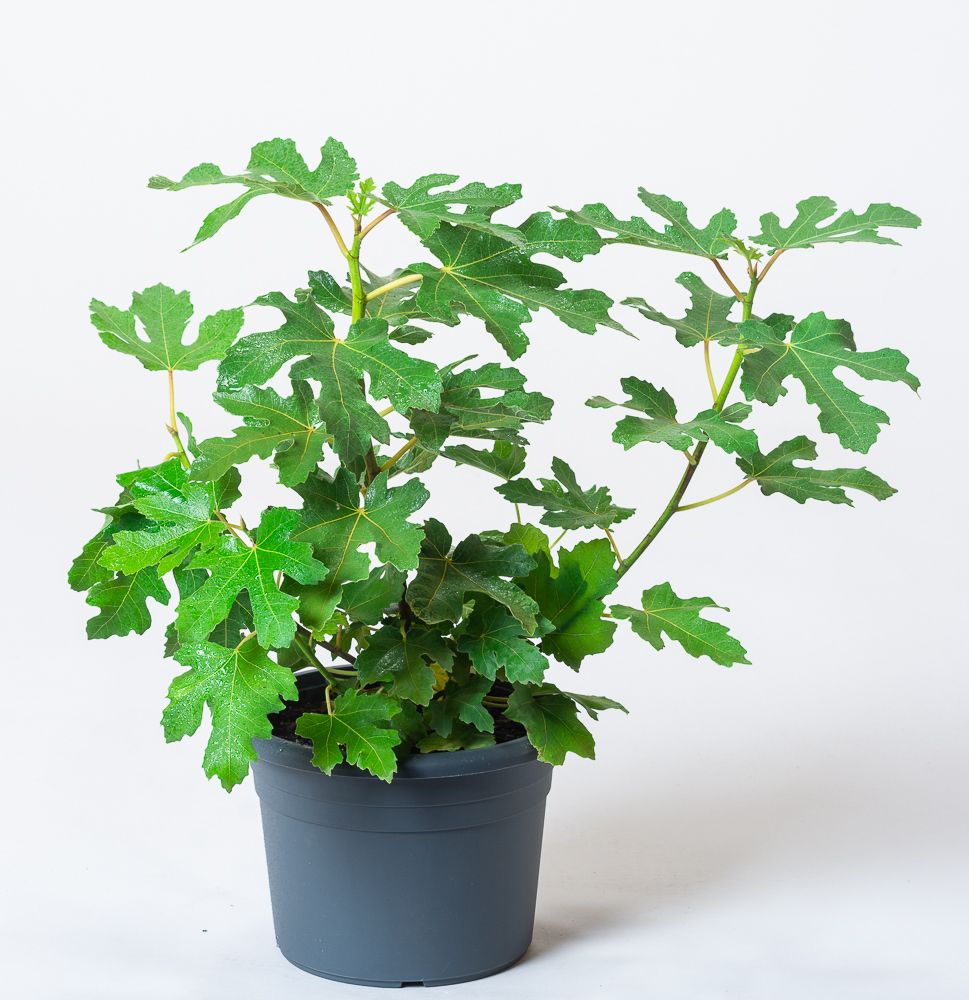 Feige Perretta - Ficus carica Perretta günstig kaufen