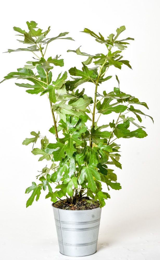 Feige Perretta - Ficus carica Perretta günstig online kaufen