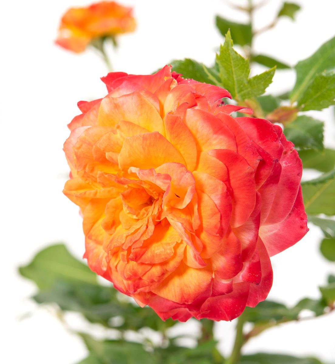 Beetrose Meteor - Rosa Meteor günstig kaufen