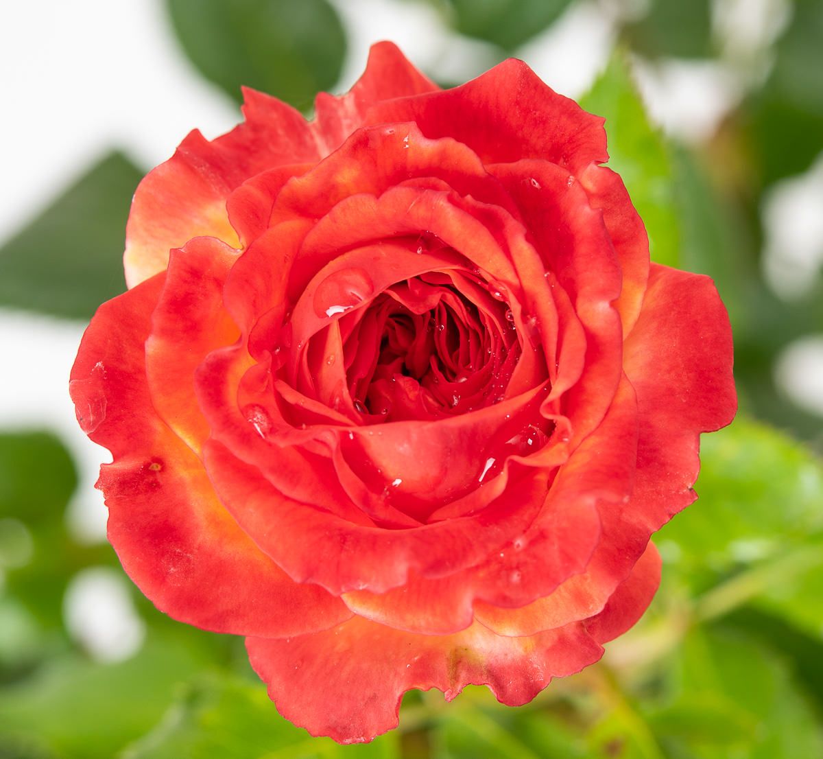 Beetrose Meteor - Rosa Meteor günstig kaufen