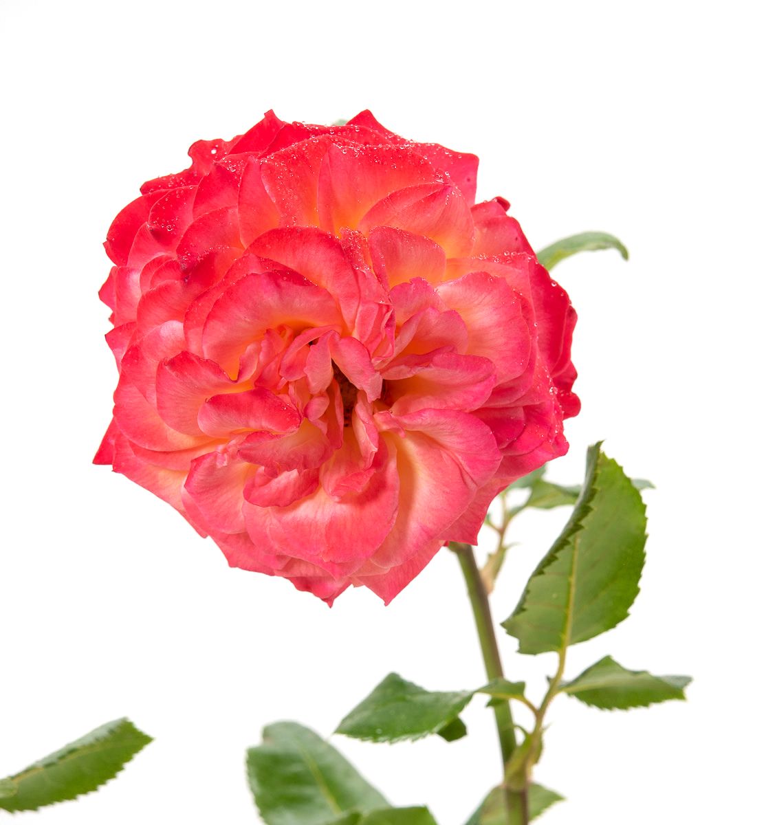 Beetrose Meteor - Rosa Meteor günstig kaufen