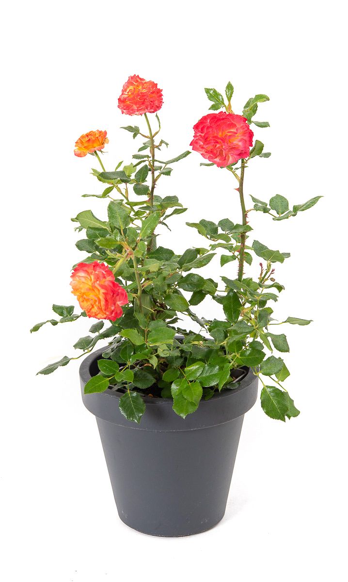 Beetrose Meteor - Rosa Meteor günstig kaufen