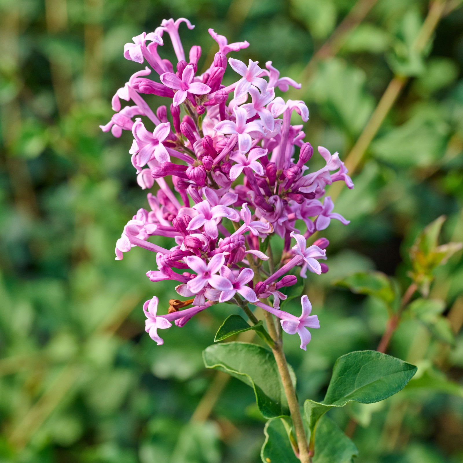 Zwerg-Wildflieder Red Pixie - Syringa meyeri Red Pixie günstig kaufen